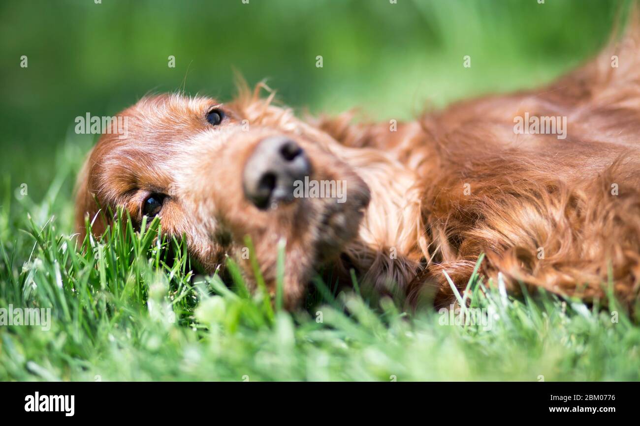 Beautiful happy irish setter old pet dog lying in the grass Stock Photo ...