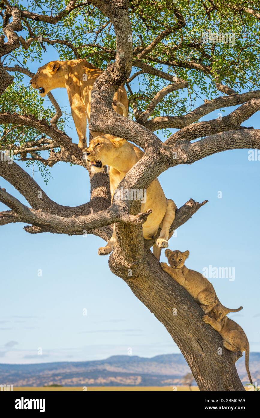 Two lionesses in tree hi-res stock photography and images - Alamy