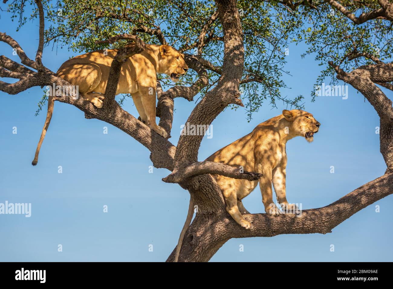 Two lionesses in tree hi-res stock photography and images - Alamy