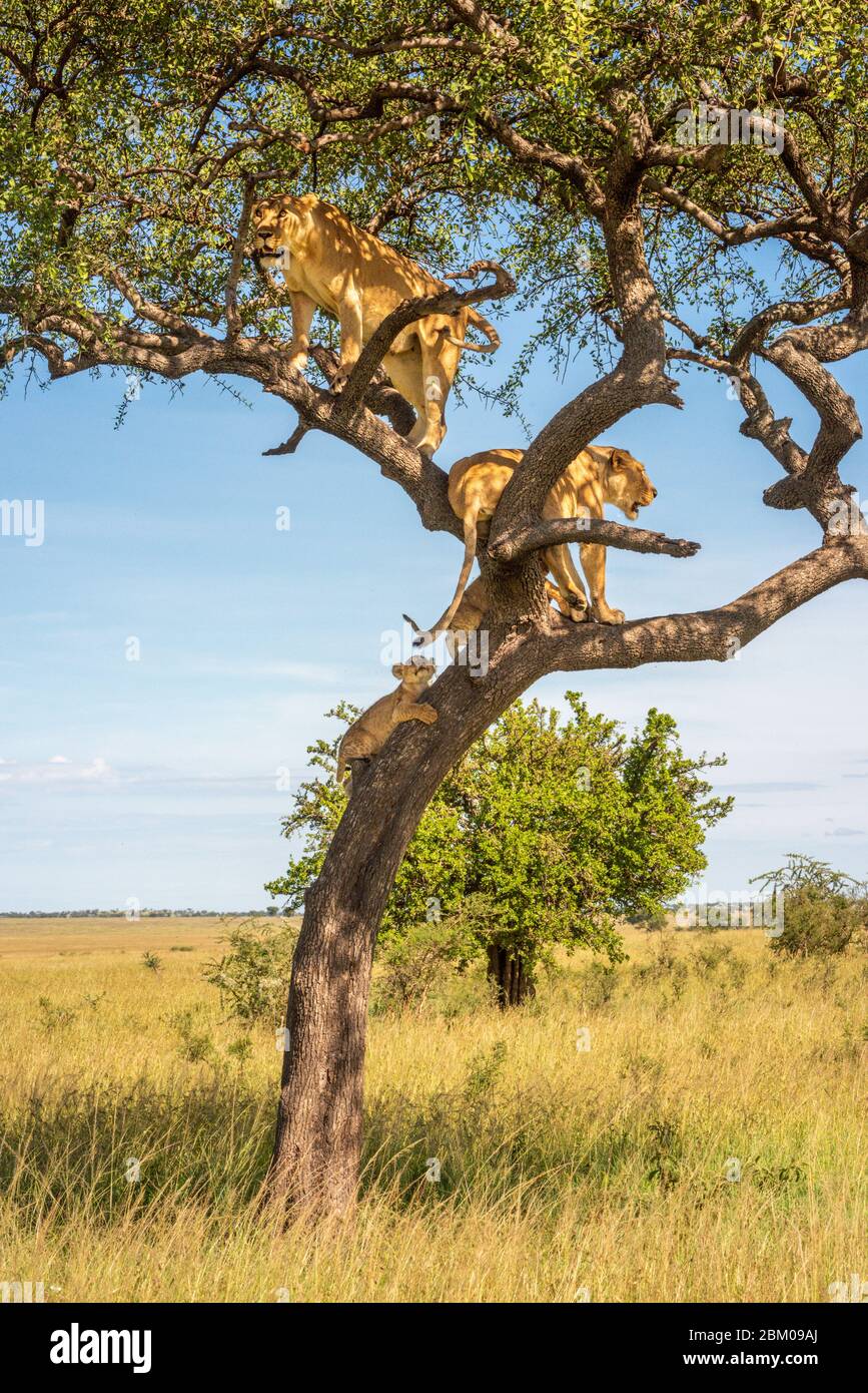 Two lionesses stand in tree with cubs Stock Photo - Alamy