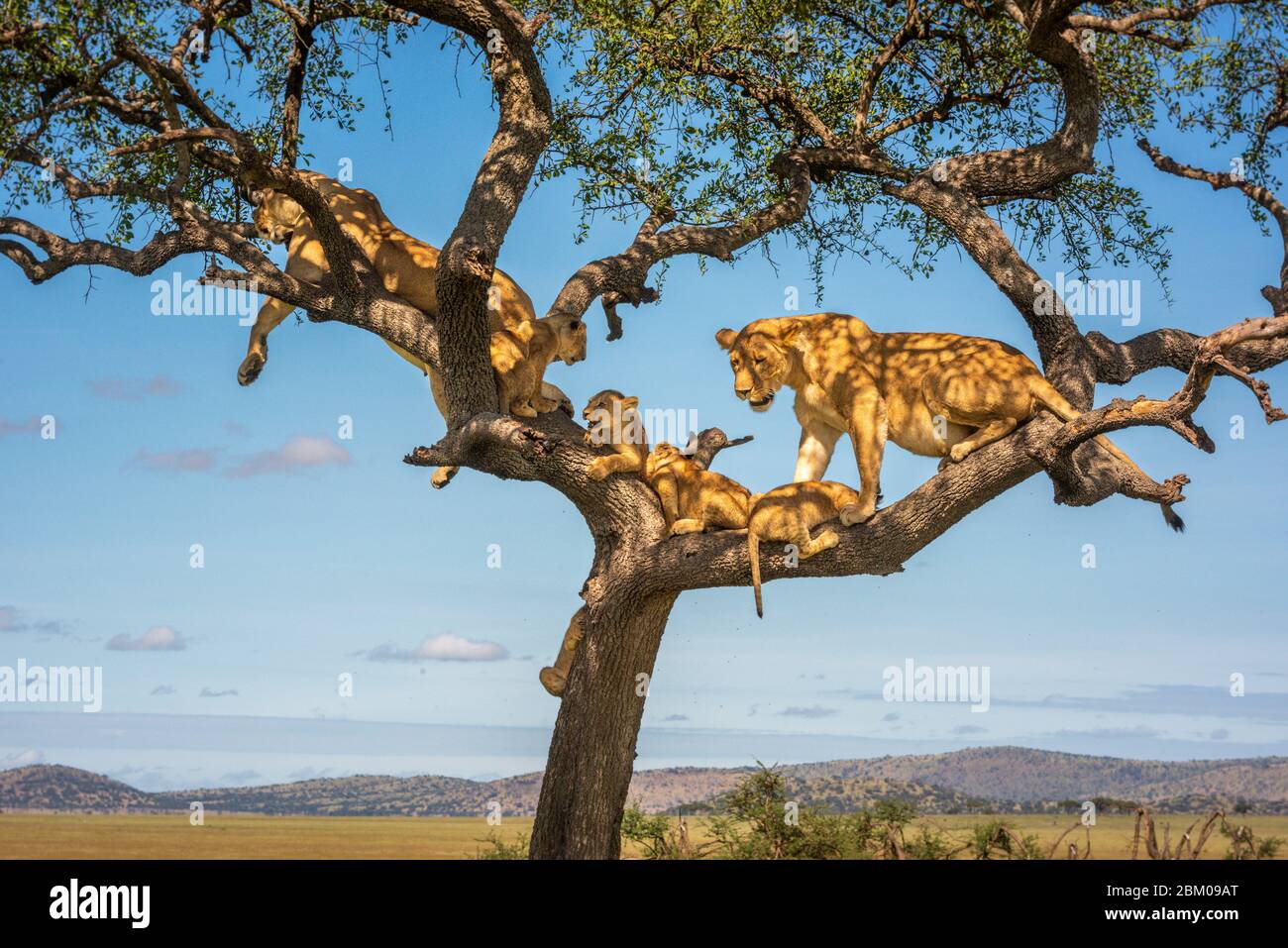 Two lionesses four cubs hi-res stock photography and images - Alamy