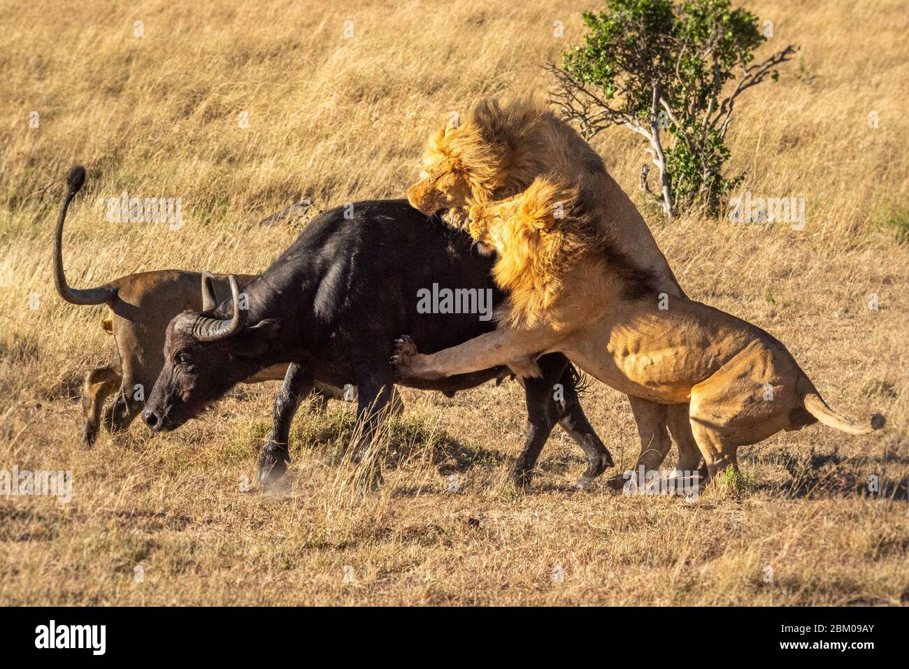 Two male lion attack buffalo near another Stock Photo - Alamy