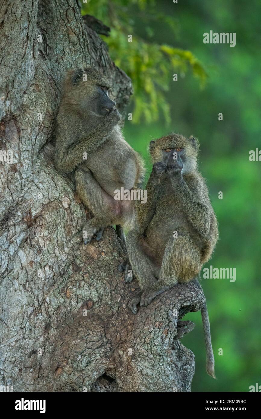 Pair baboons in tree hi-res stock photography and images - Alamy