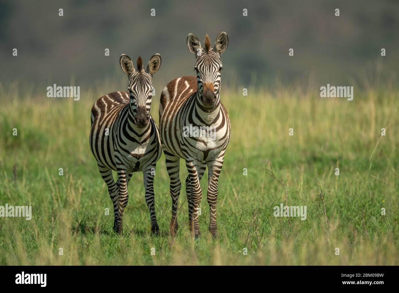 Two plains zebra stand hi-res stock photography and images - Alamy