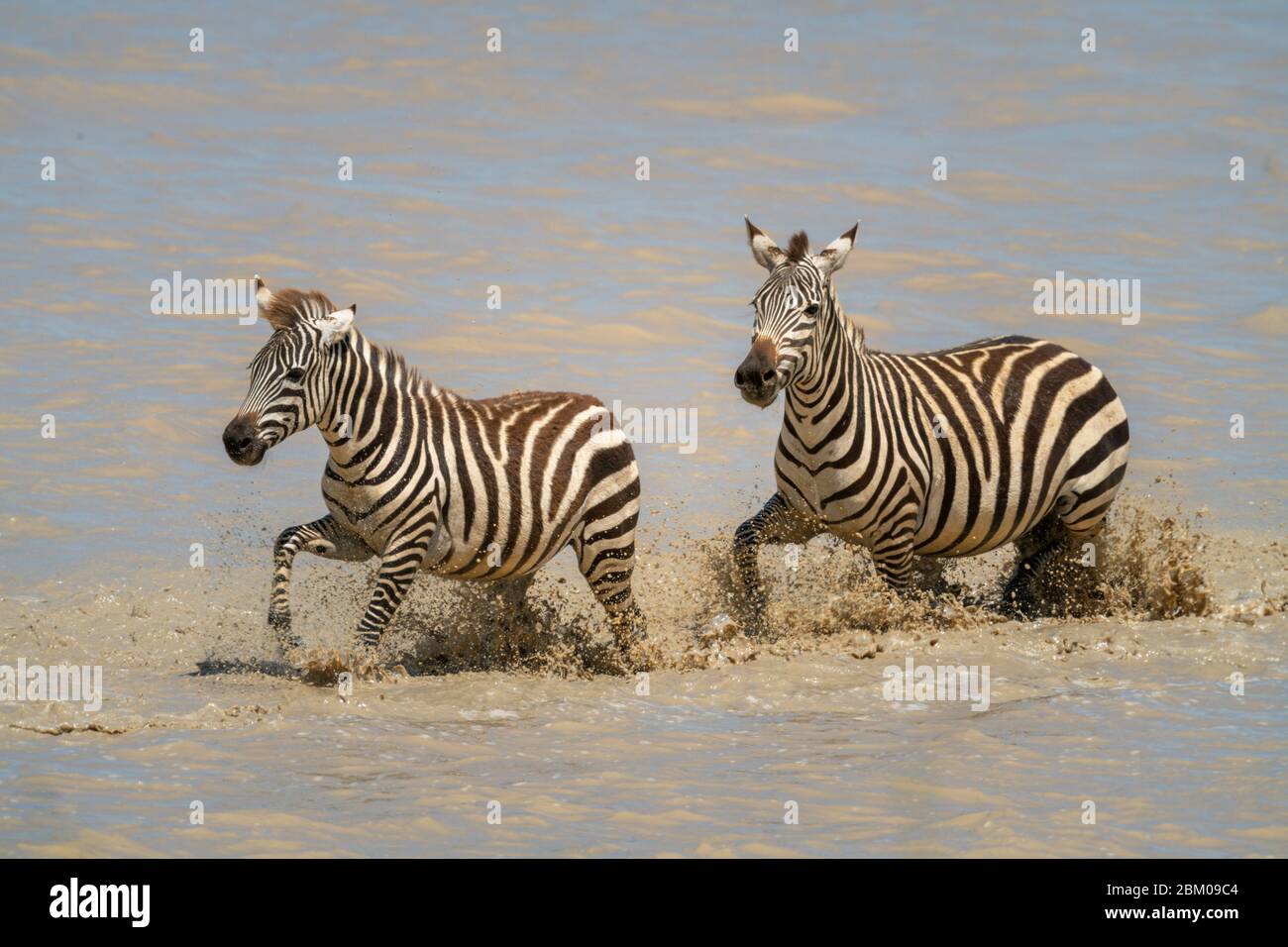 Two plains zebra splash through muddy lake Stock Photo - Alamy