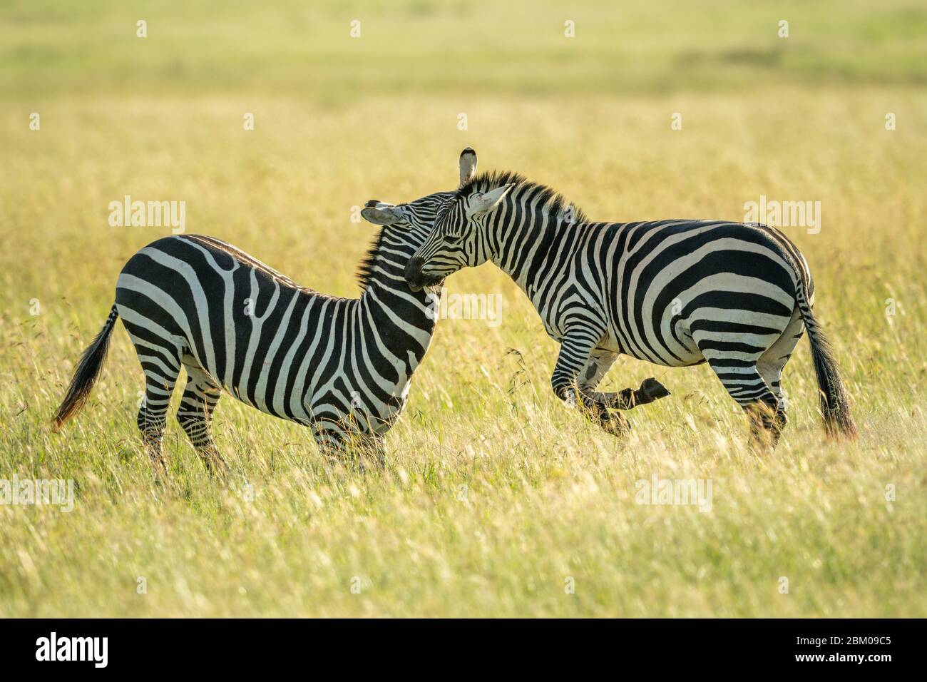 Burchells zebra in long grass hi-res stock photography and images - Alamy