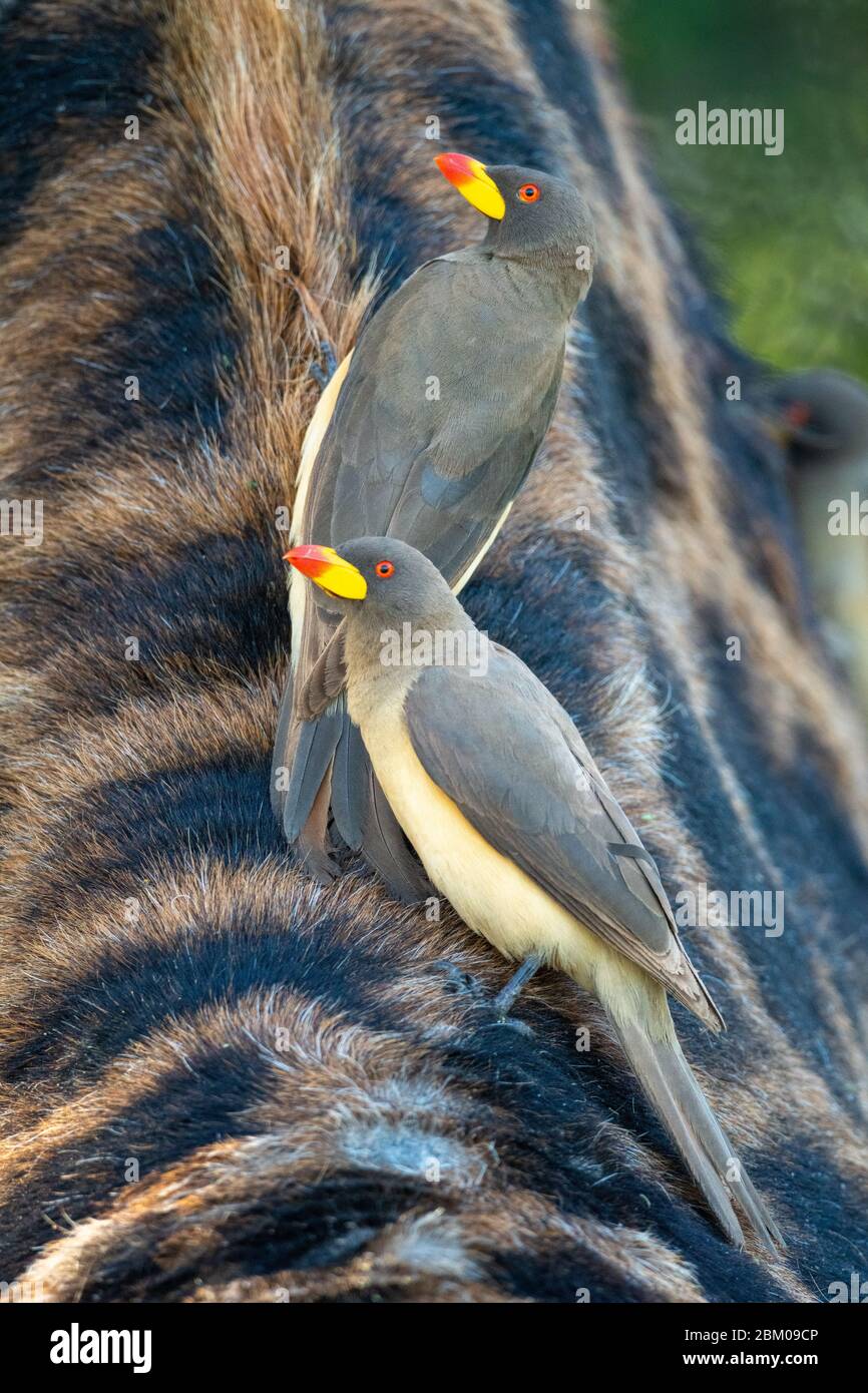 Two yellow-billed oxpecker standing on Masai giraffe Stock Photo - Alamy