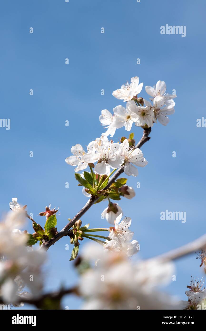 Morello cherry tree uk hi-res stock photography and images - Alamy