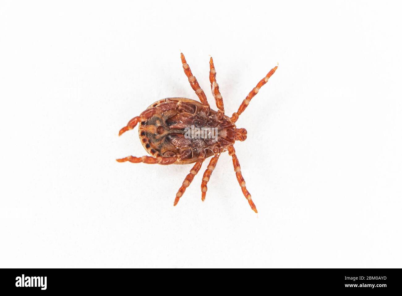 Ixodes ricinus on a white paper. Spotted tick on a white background ...