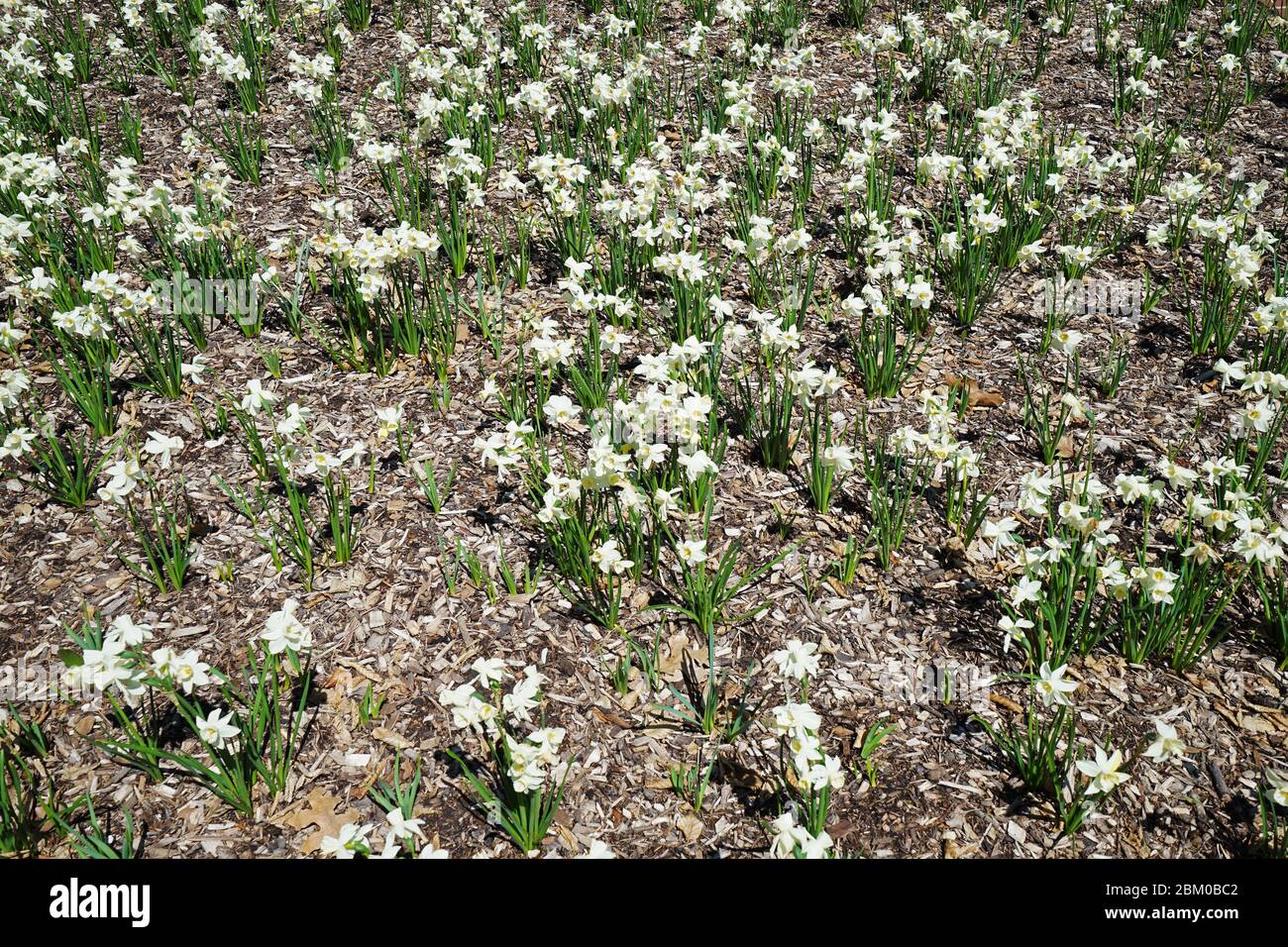 Jonquilla and daffodils hi-res stock photography and images - Alamy