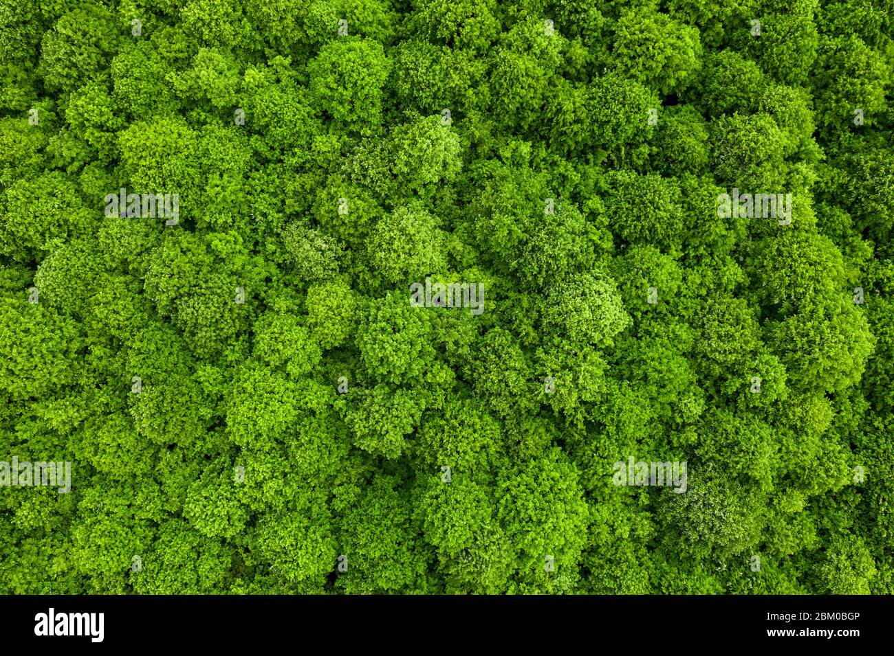 Aerial view of oak trees hi-res stock photography and images - Alamy