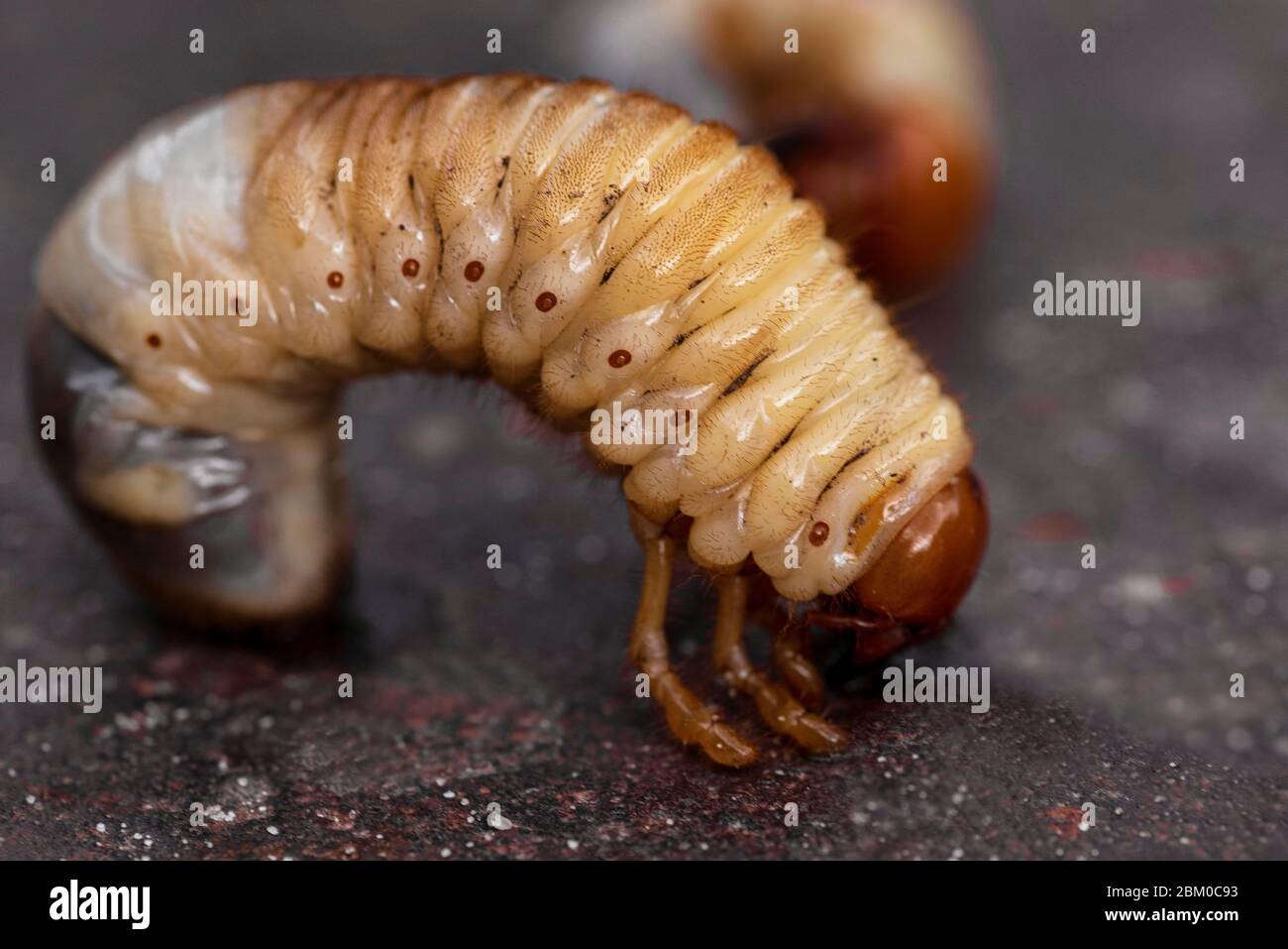 Scarab Beetle Larvae