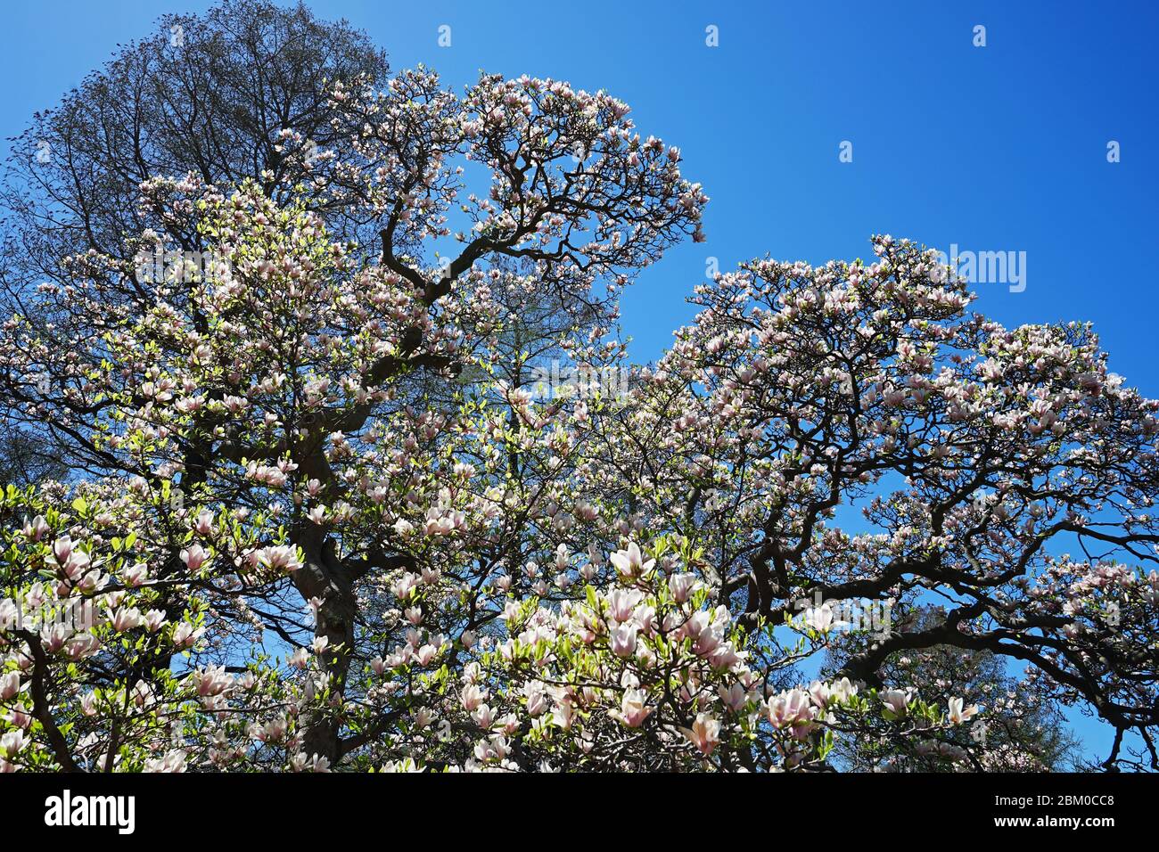 Saucer Chinese Magnolia tree with clear blue sky Stock Photo - Alamy