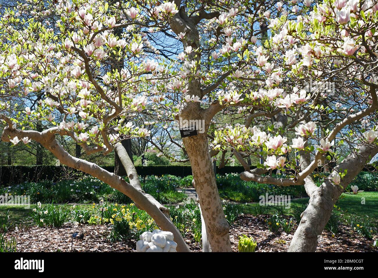 Saucer Chinese Magnolia tree with clear blue sky Stock Photo - Alamy