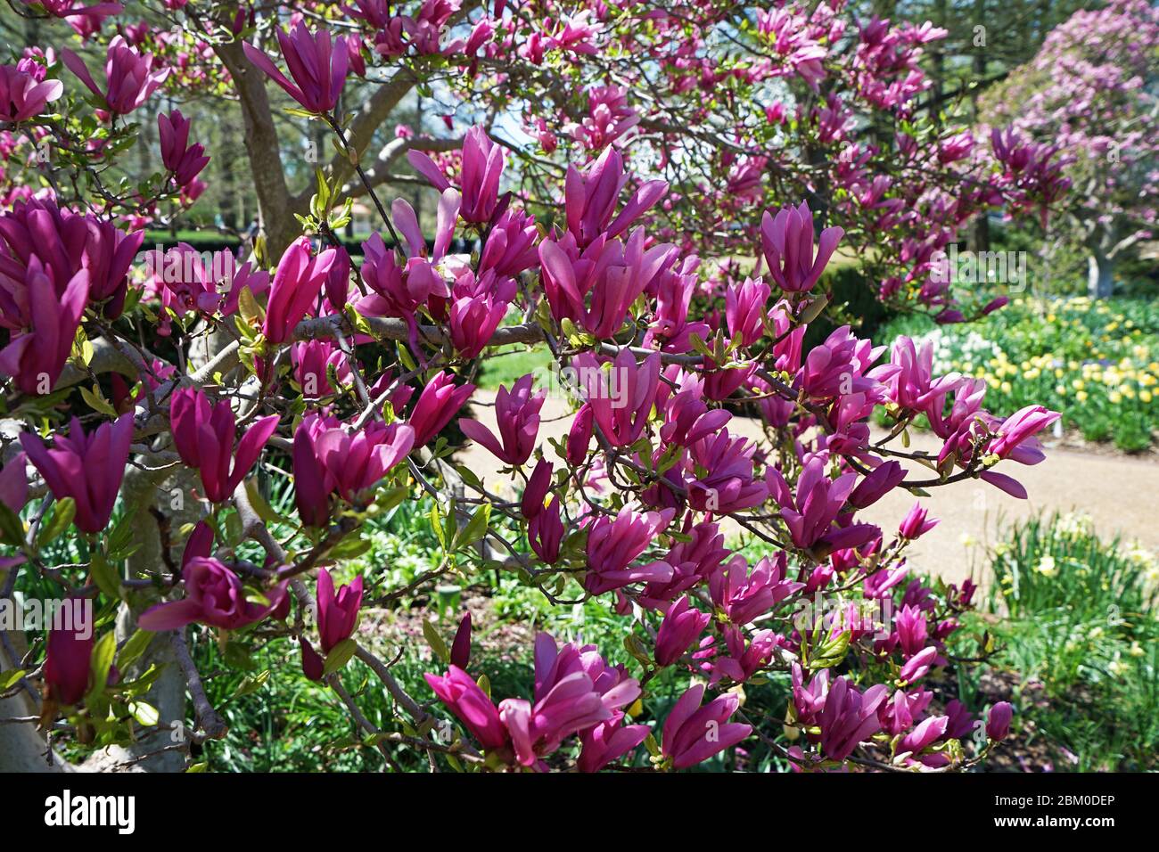 Chinese magnolia tree hi-res stock photography and images - Alamy