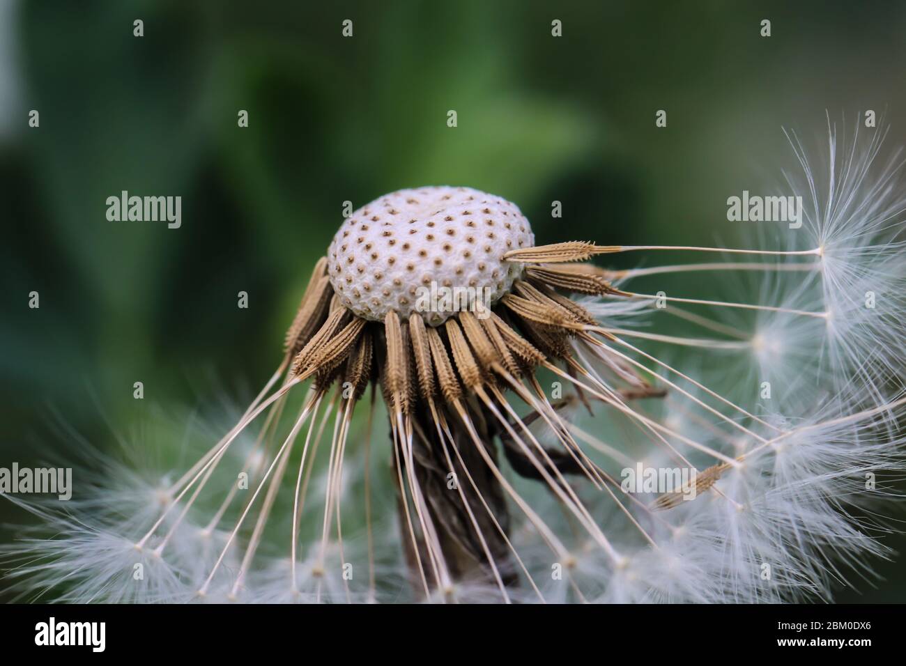 Close up dandelion head and dandelion seeds Stock Photo - Alamy