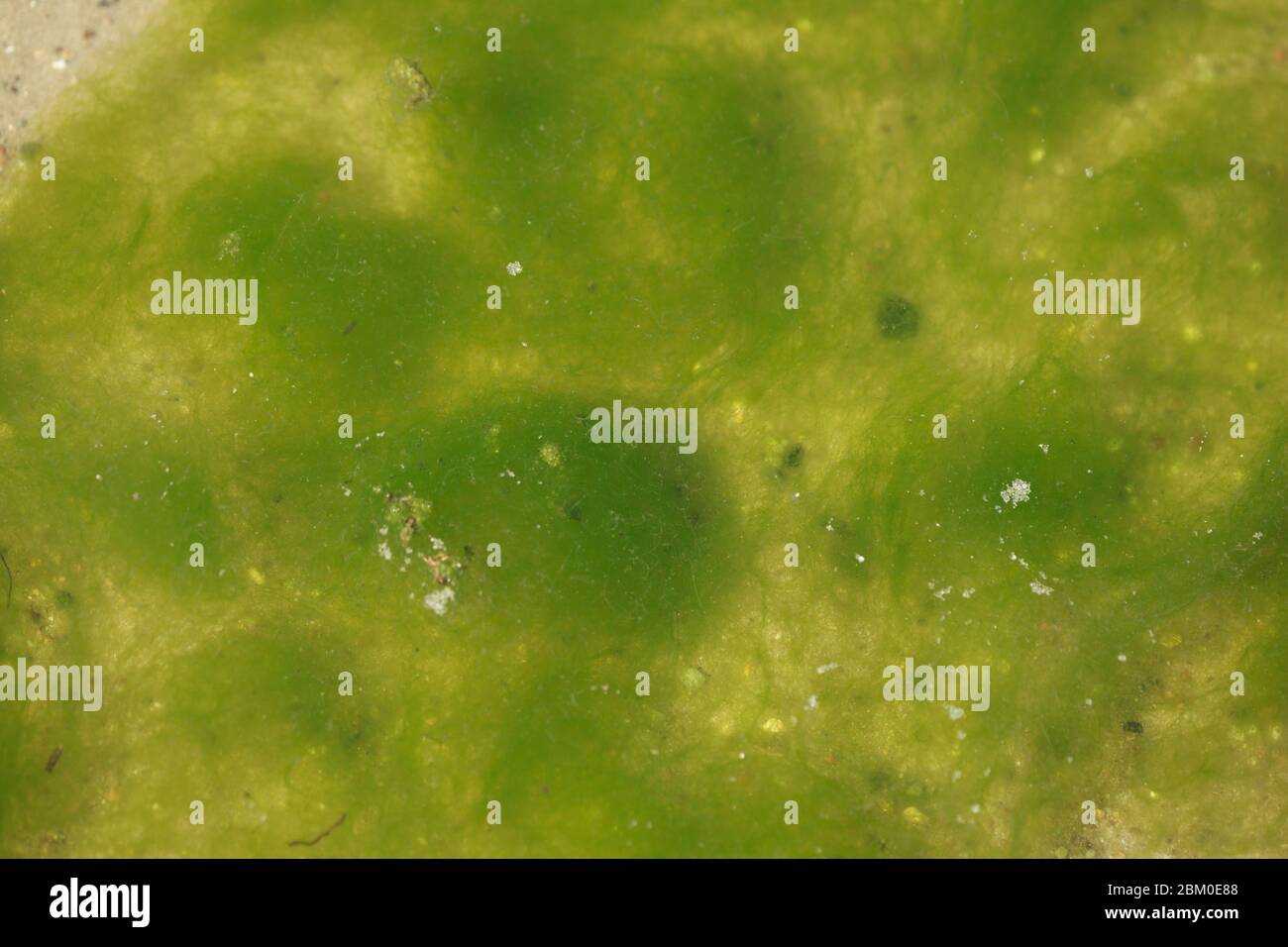 Green algae in a green water. Germany, Europe Stock Photo - Alamy