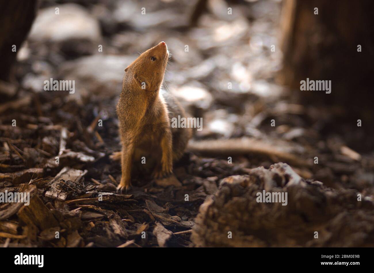 Curious Common dwarf mongoose family with kid (Helogale parvula) in a ...