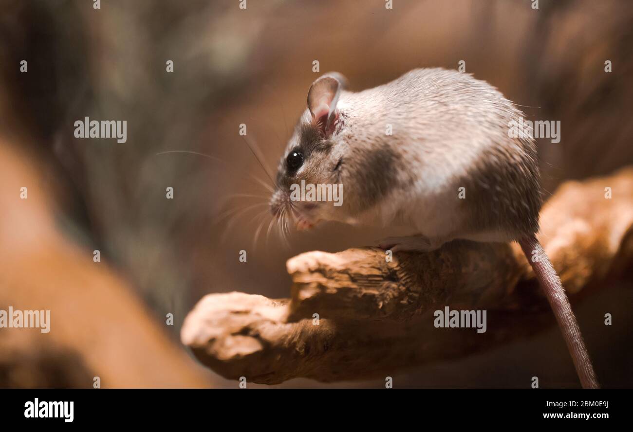Grey rat hi-res stock photography and images - Alamy