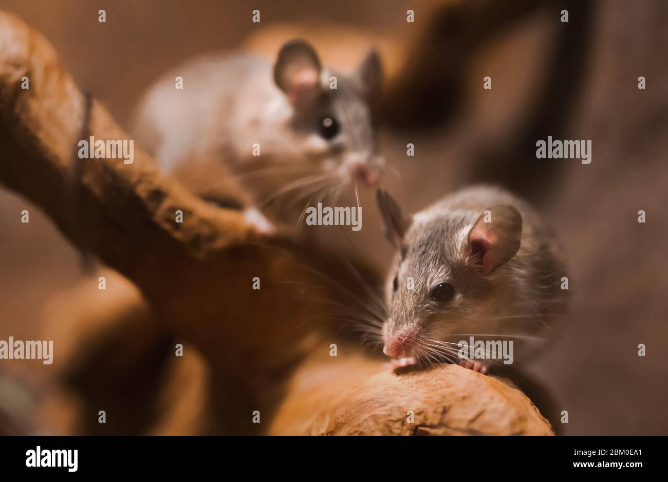 Close-up of little small Mouse cute grey rat with fluffy hair - Neumann ...
