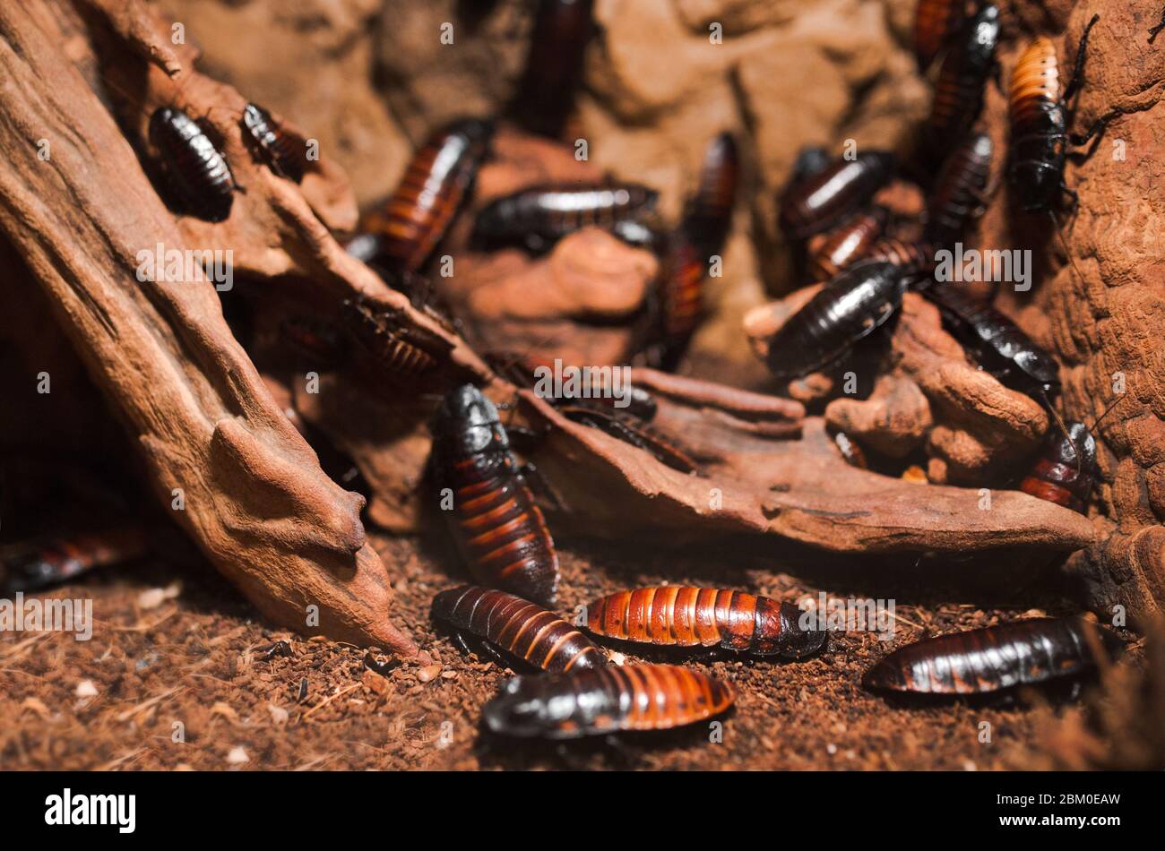 Brown banded cockroach hi-res stock photography and images - Alamy