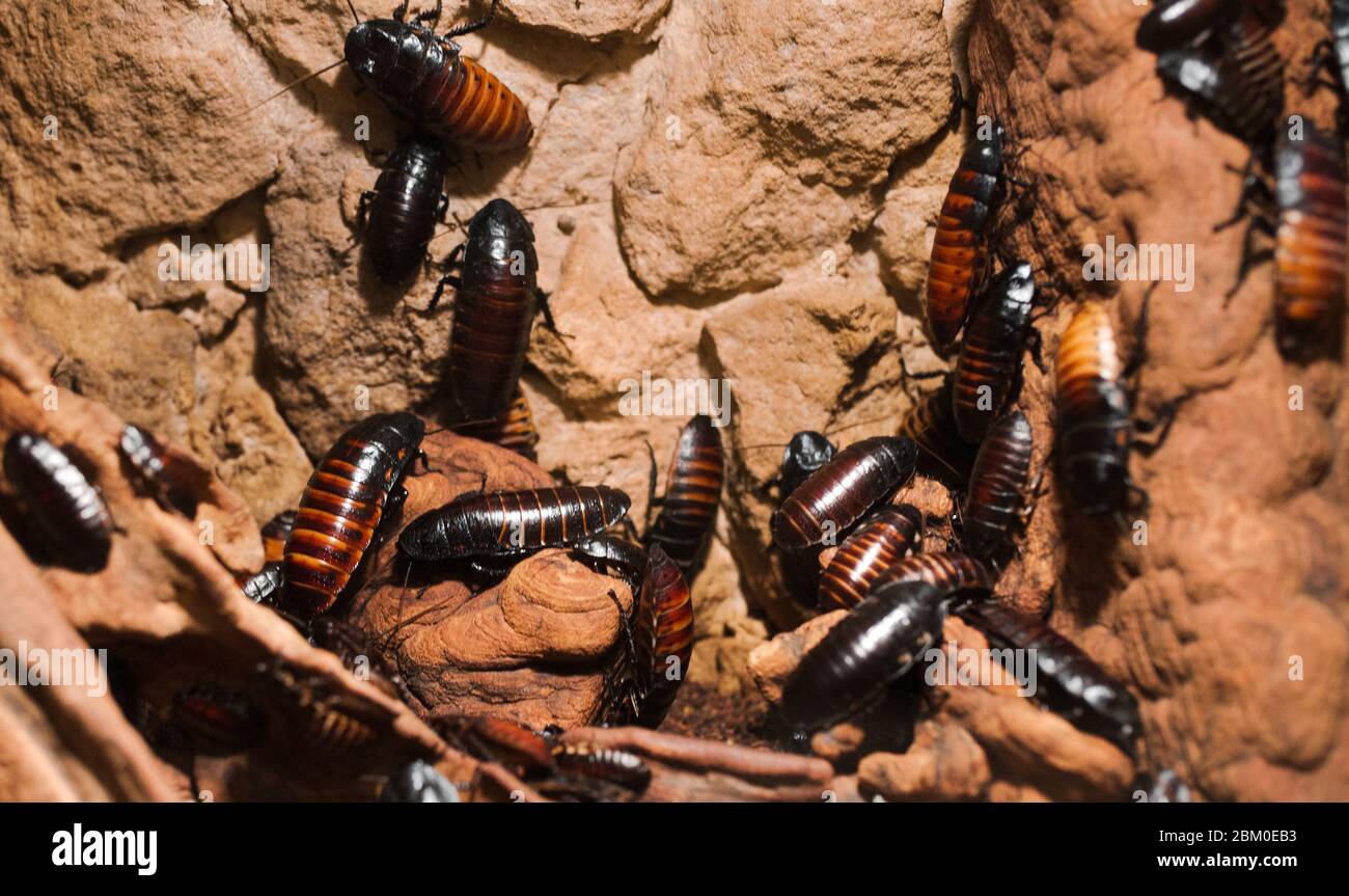 Macro Creepy close up of A lot of Madagascar hissing cockroach on wood ...