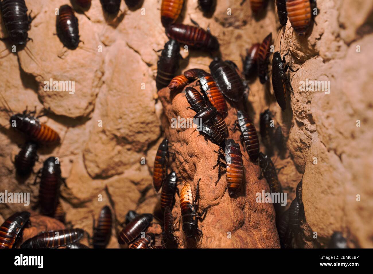 Giant cockroaches hi-res stock photography and images - Alamy