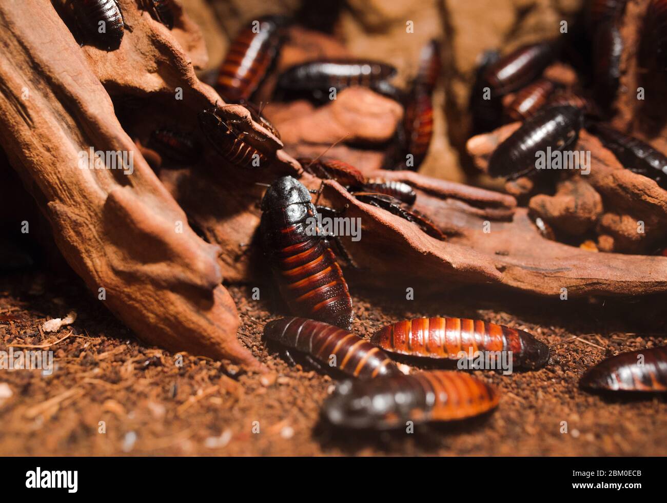 Macro Creepy close up of A lot of Madagascar hissing cockroach on wood ...