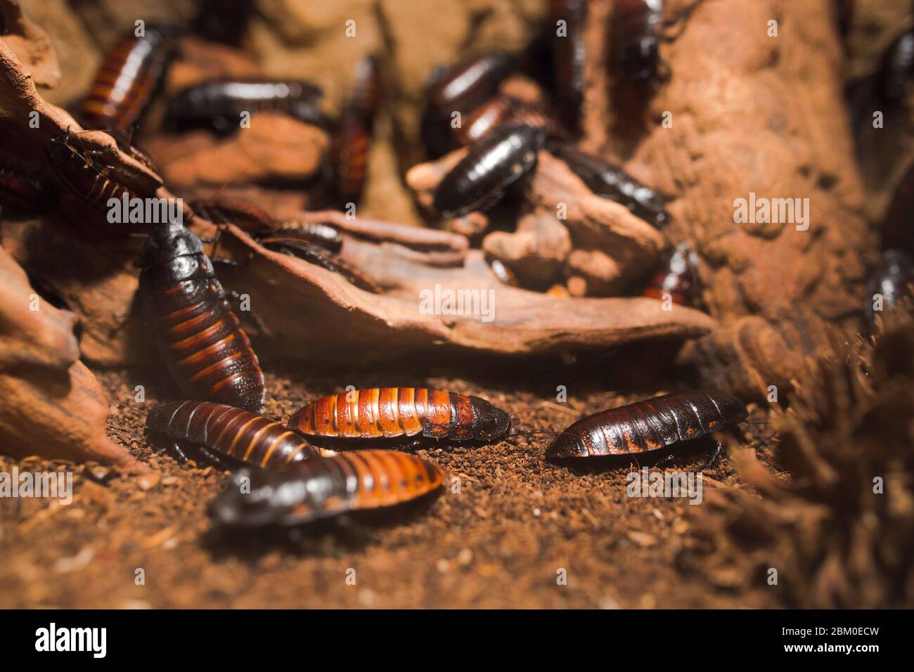 Macro Creepy close up of A lot of Madagascar hissing cockroach on wood ...