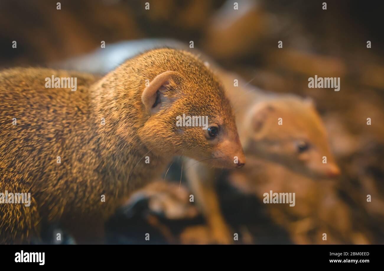 Curious Common dwarf mongoose family with kid (Helogale parvula) in a ...