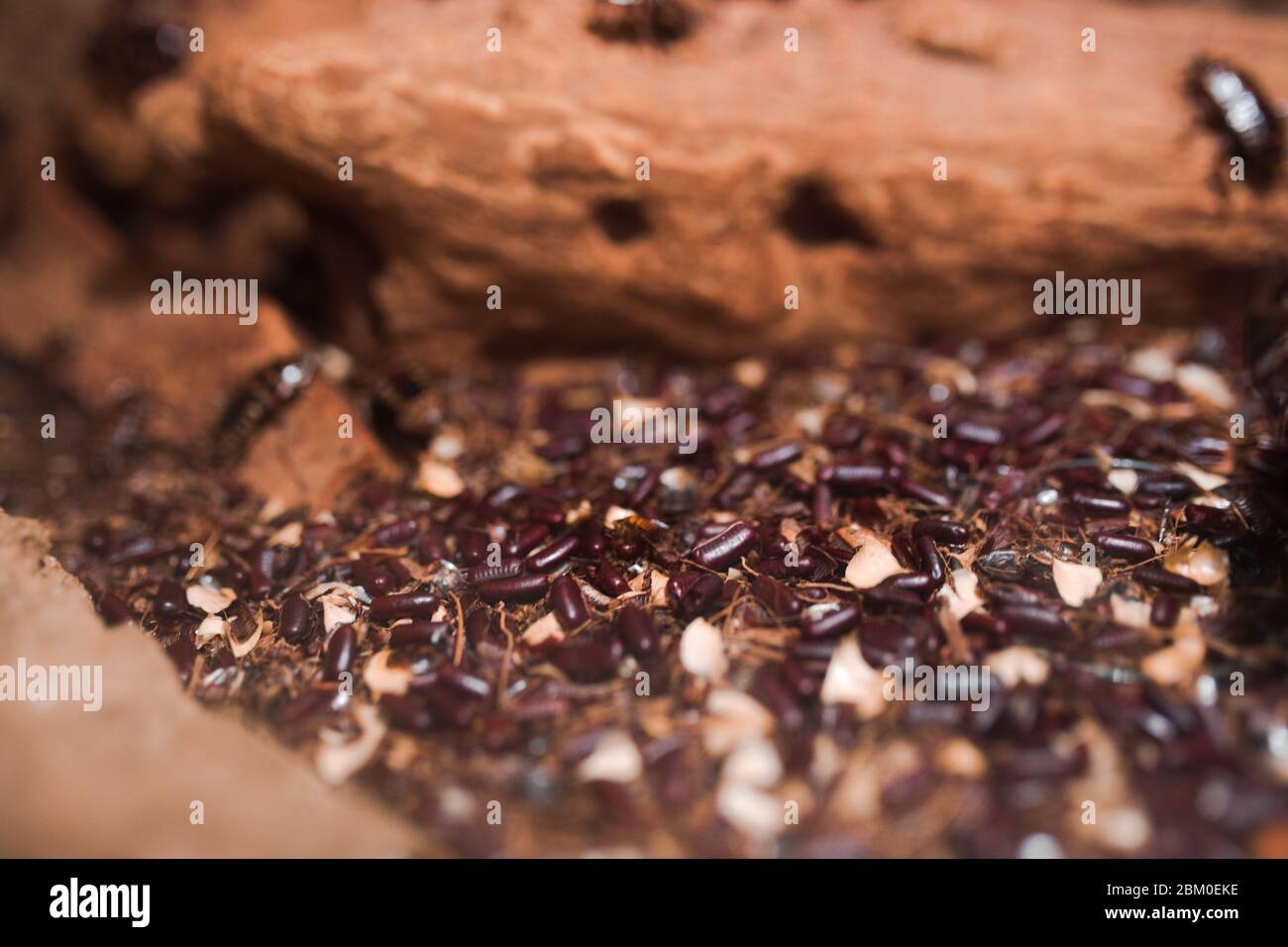 Harlequin cockroach neostylopyga rhombifolia hi-res stock photography ...