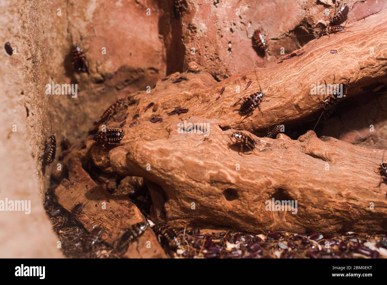 Harlequin cockroach neostylopyga rhombifolia hi-res stock photography ...