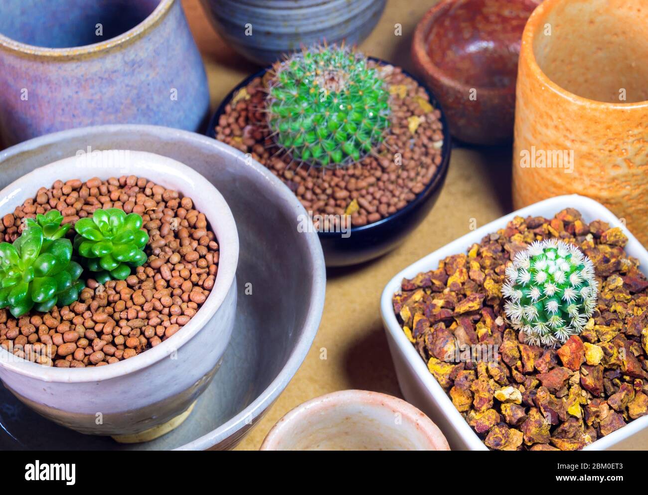 Cactus and Succulent plant in the ceramic pots adapted from ceramic ...