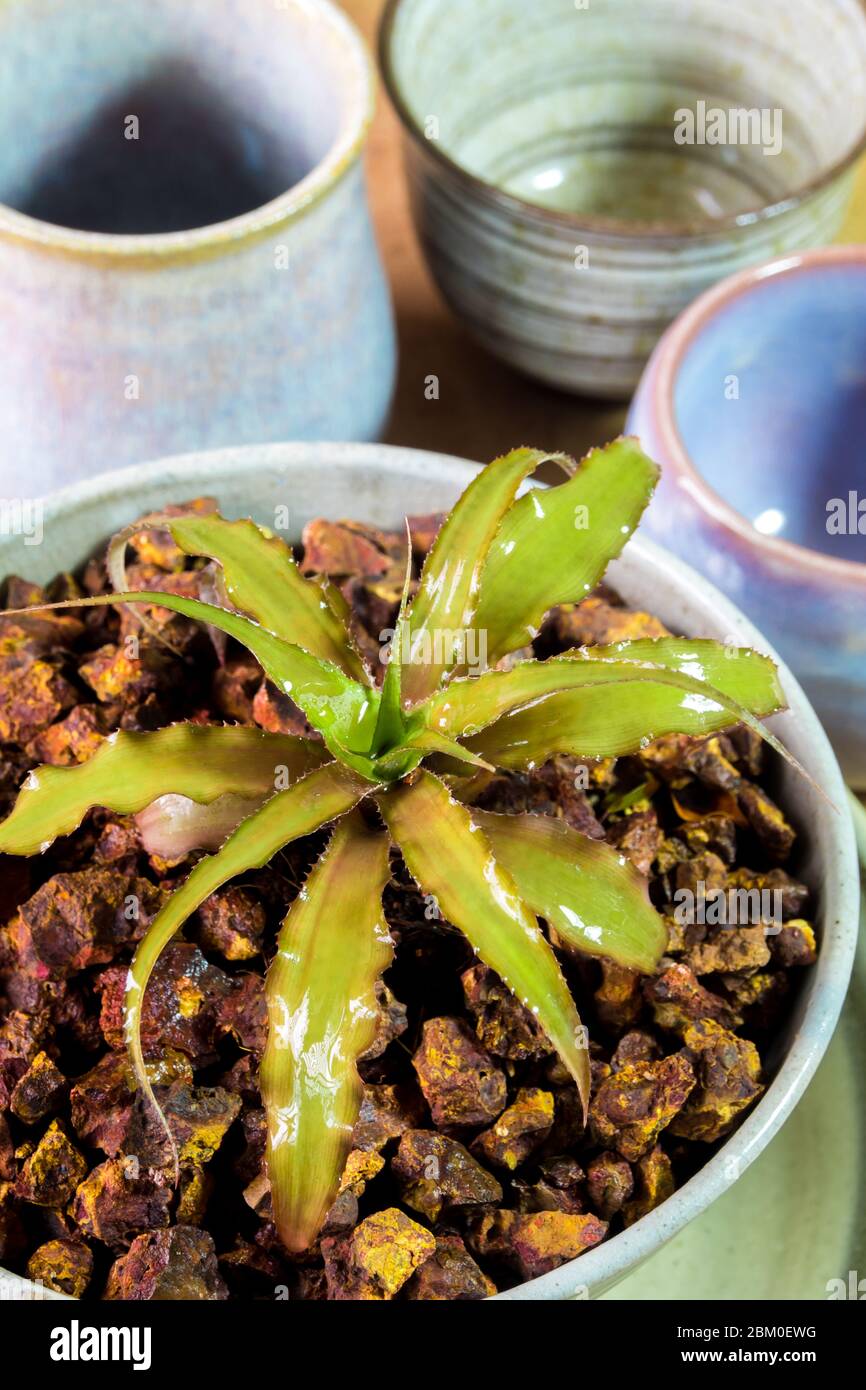 Orthophytum bromeliad growing in the small ceramic pot, houseplant for ...