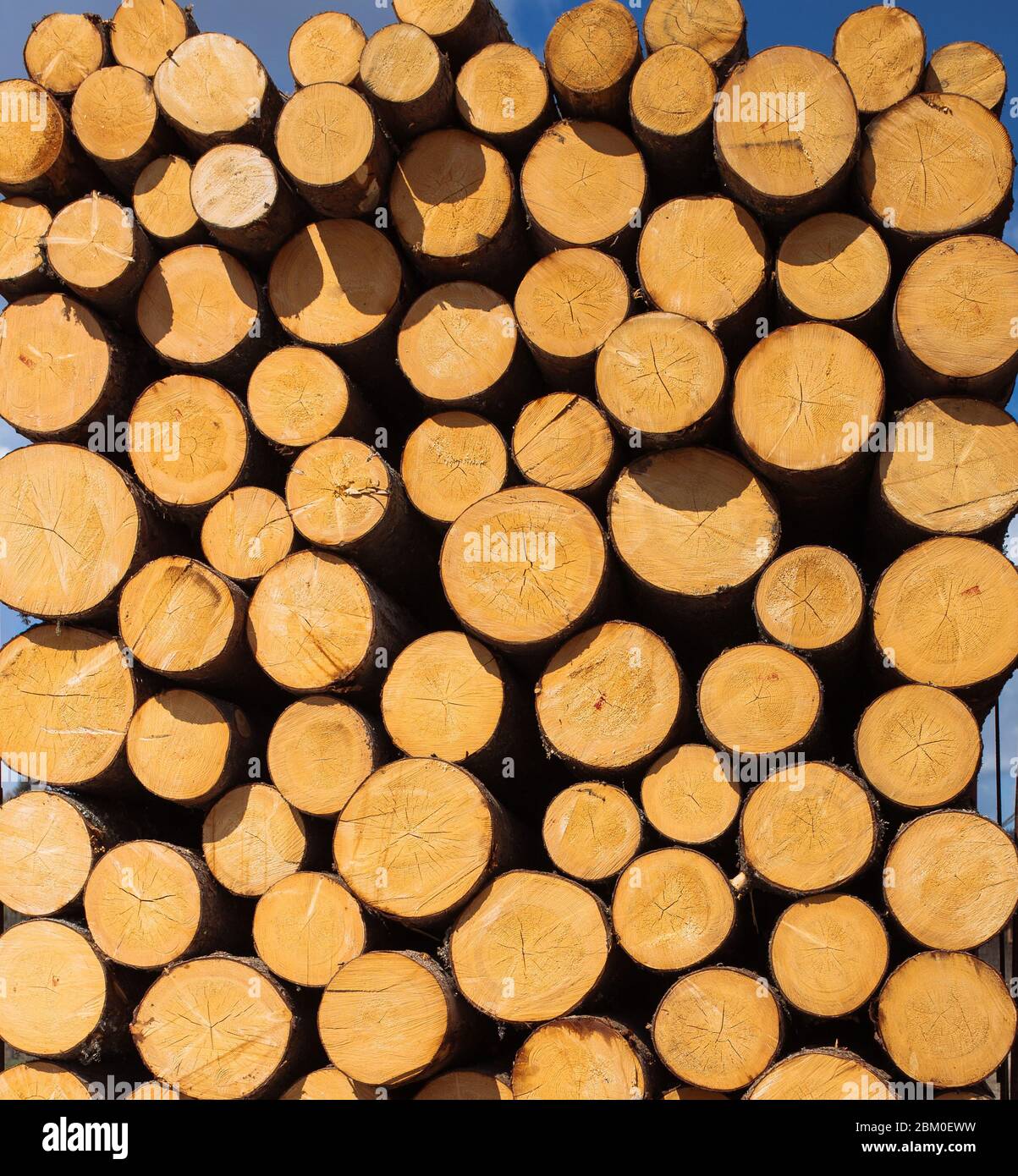 Lot of many Wood Trunk oak Trees round teak log cut section stumps ...