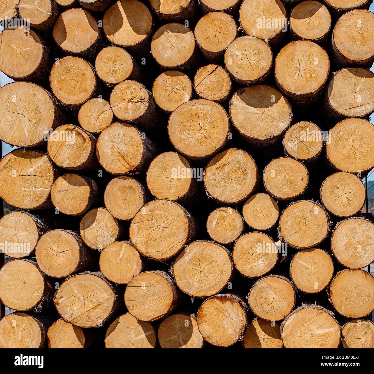 Lot of many Wood Trunk oak Trees round teak log cut section stumps ...