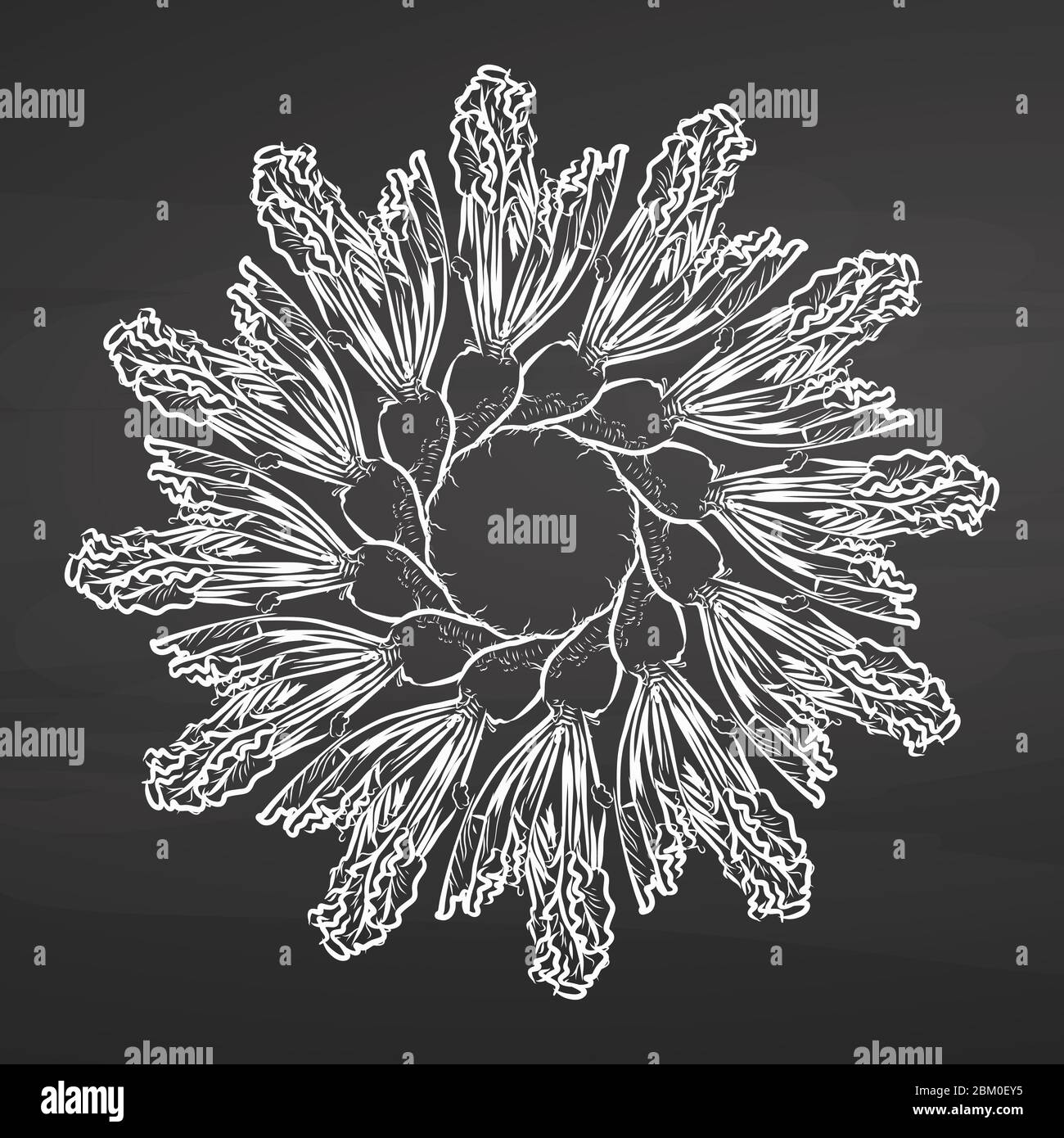 Sugarbeet illustration Stock Vector Images - Alamy