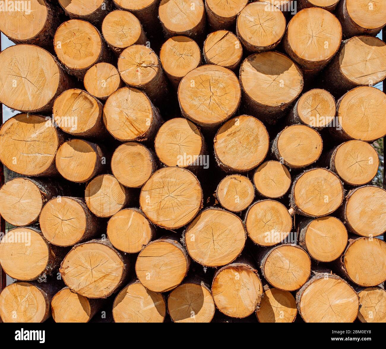 Lot of many Wood Trunk oak Trees round teak log cut section stumps ...