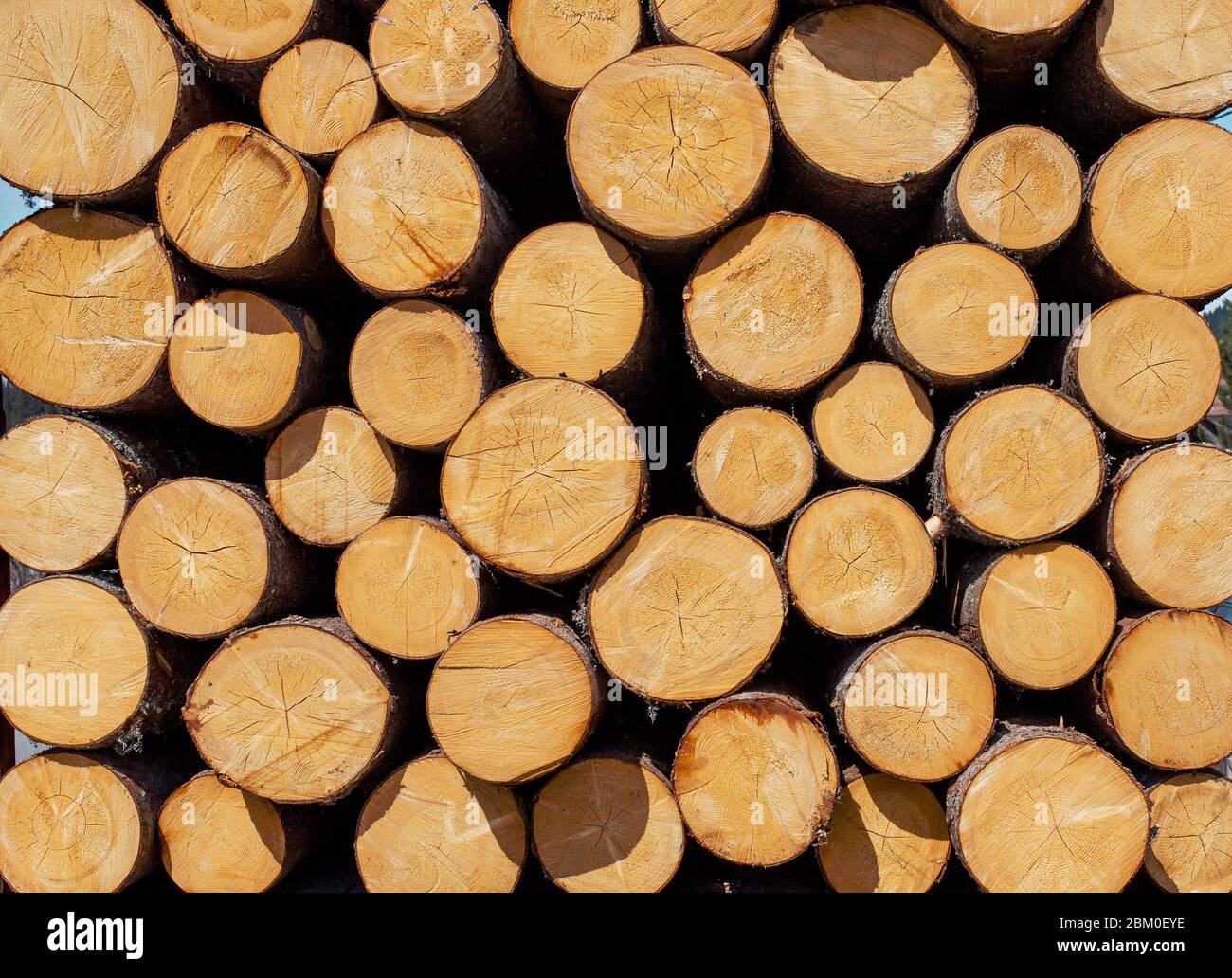 Lot of many Wood Trunk oak Trees round teak log cut section stumps ...