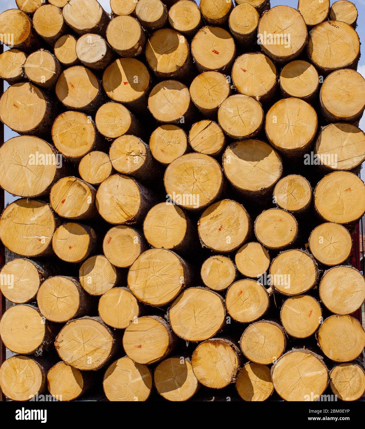 Natural Teak Wood Log