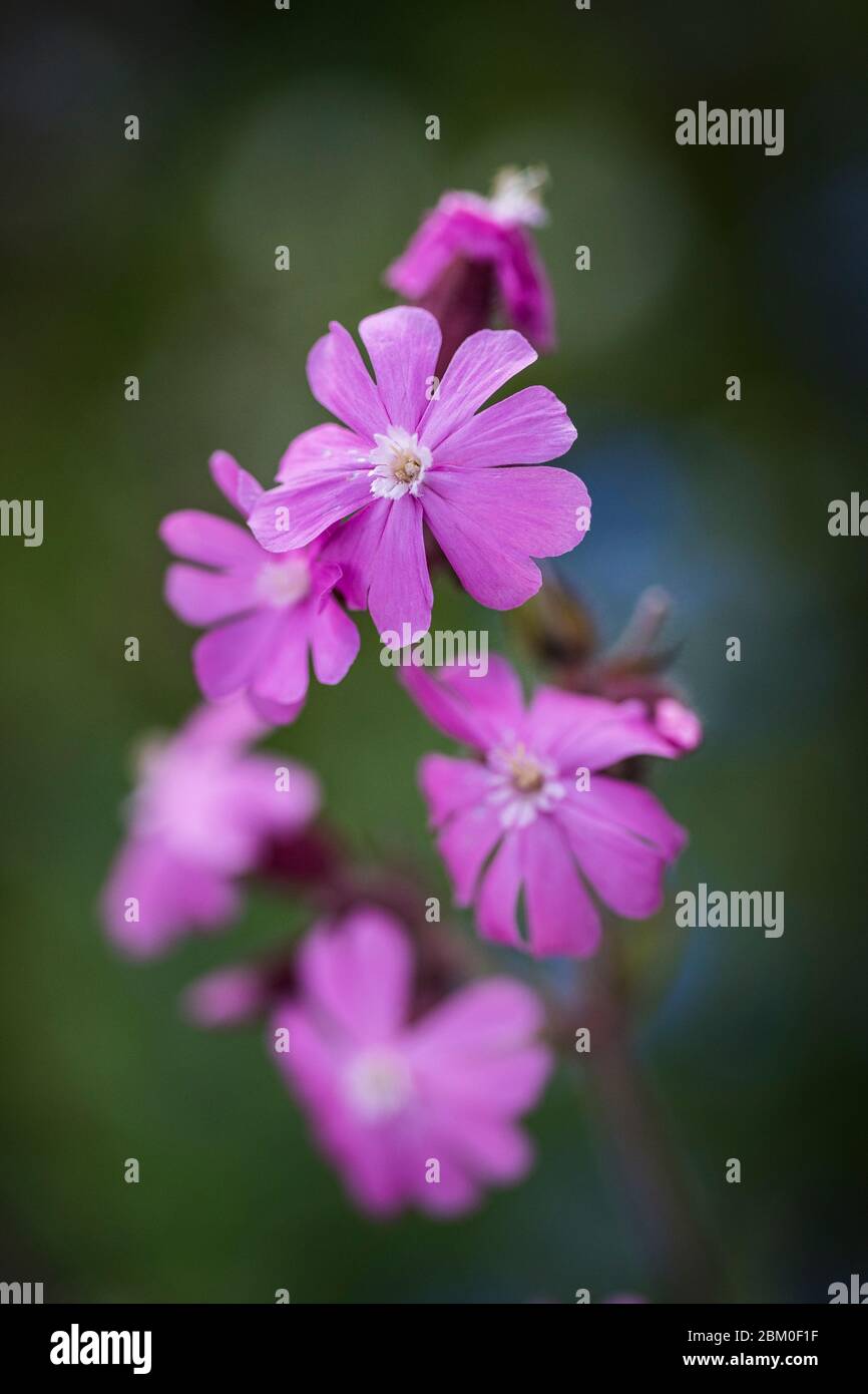 The pretty delicate flowers of the Red Campion plant. Silene dioica ...