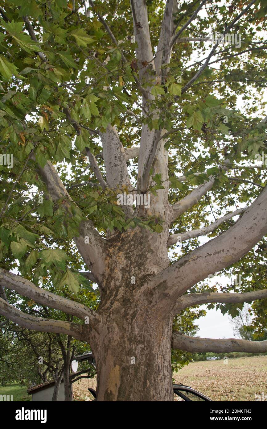A beautiful and well preserved old plane tree. The tree crown holds ...