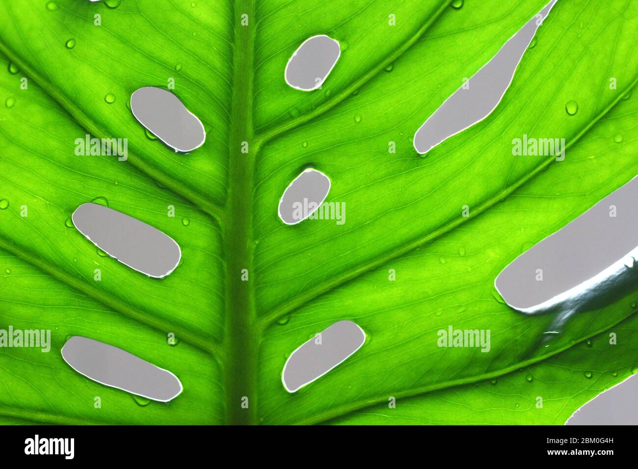 Swiss cheese plant leaf hi-res stock photography and images - Alamy