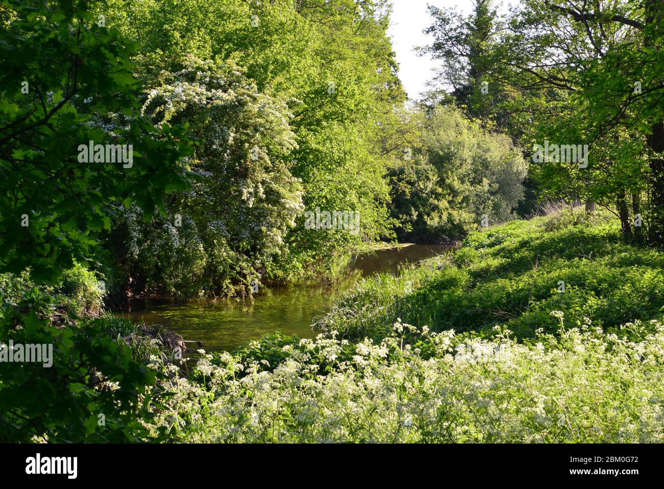 The River Mole in Horley, Surrey in May 2020 Stock Photo - Alamy
