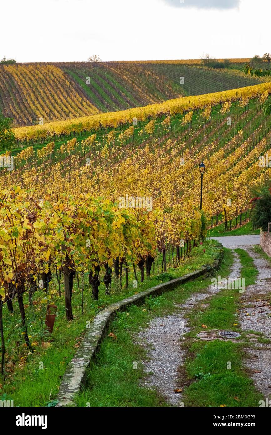 Vineyard sustainability hi-res stock photography and images - Alamy