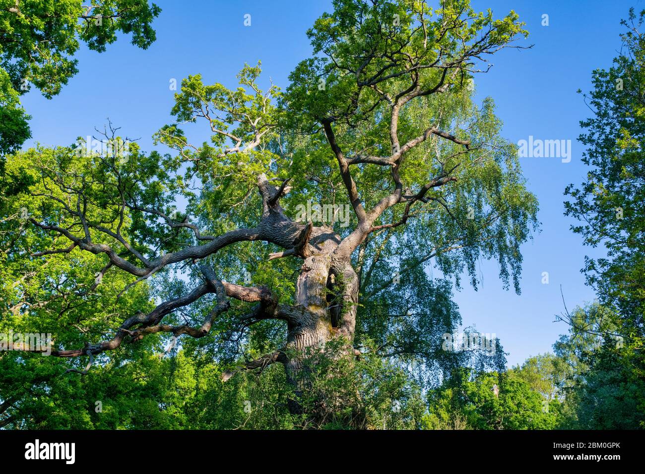 Ancient old english oak tree hi-res stock photography and images - Alamy