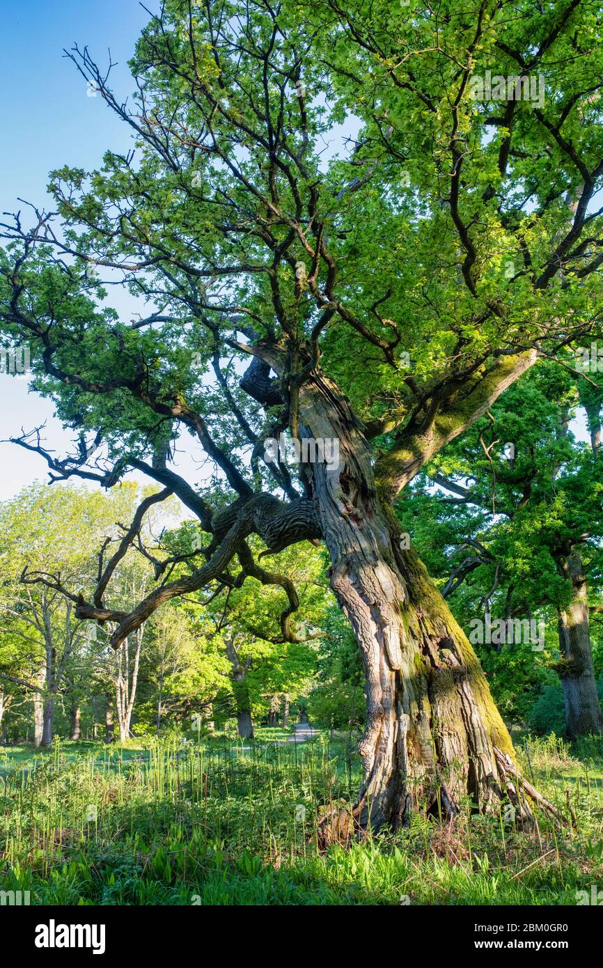 Quercus robur. Old Oak tree in Blenheim park on an early spring morning ...