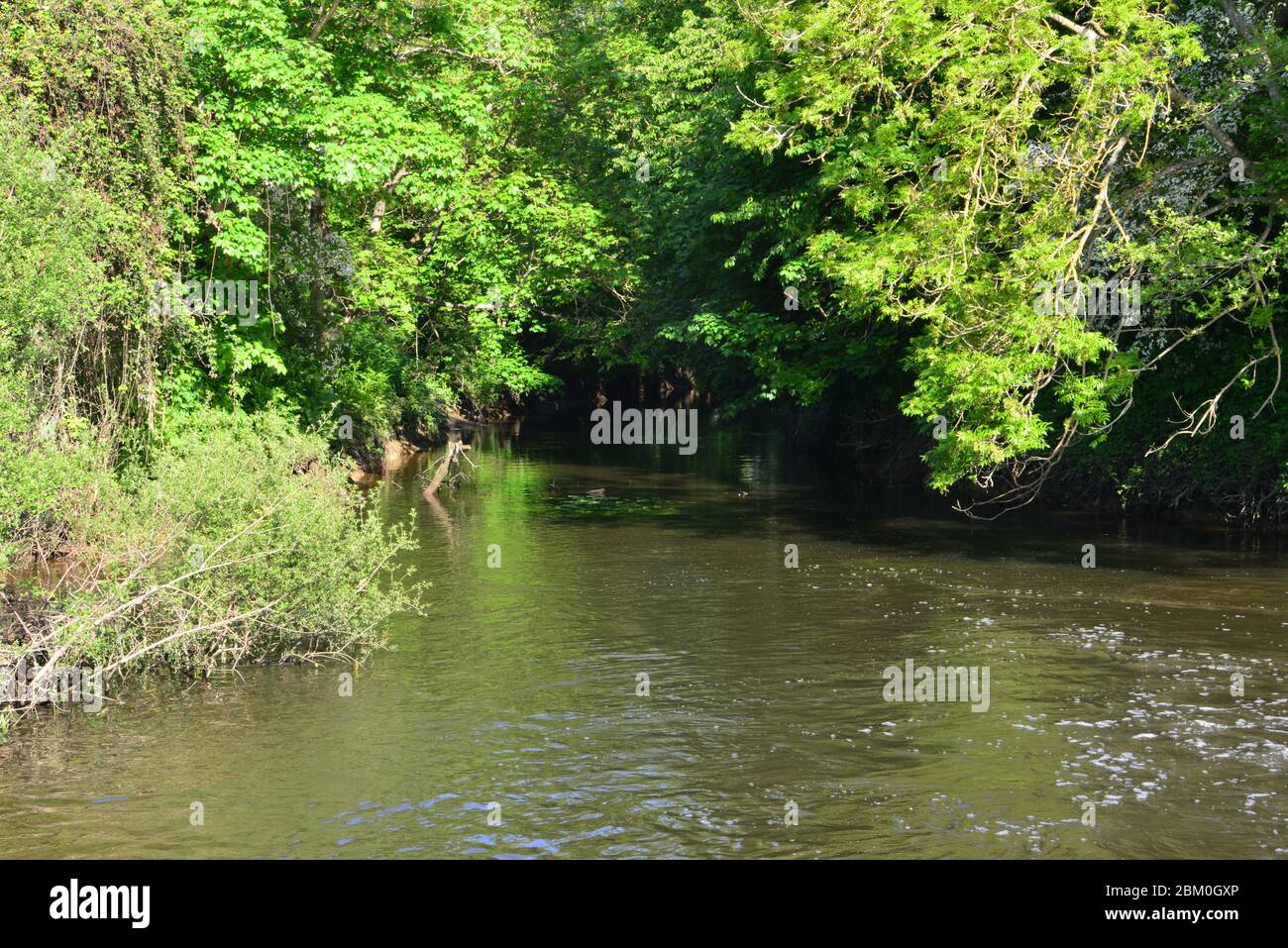 The River Mole in Horley, Surrey in May 2020 Stock Photo - Alamy