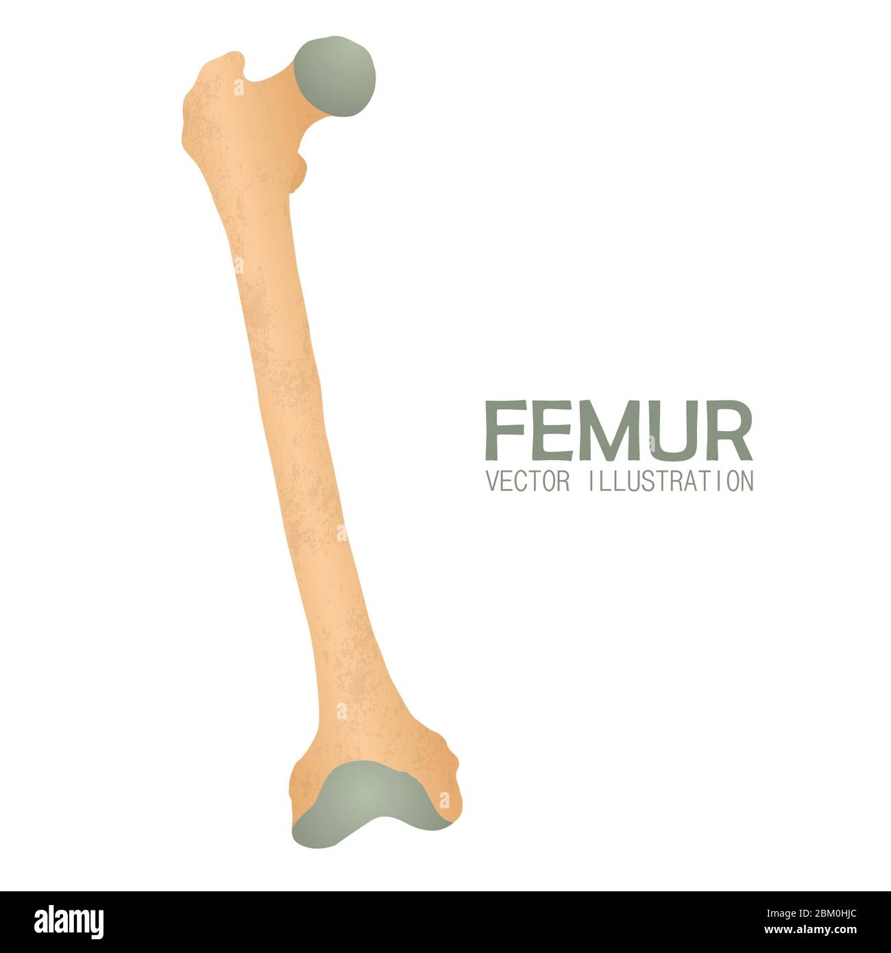 Femur bone vector illustration isolated on white background Stock ...