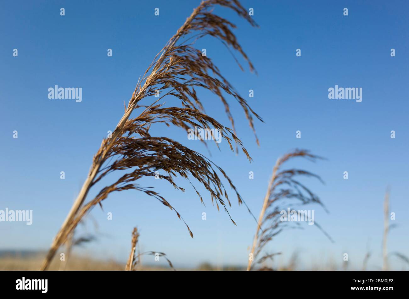 Reed beds and marshes hi-res stock photography and images - Alamy